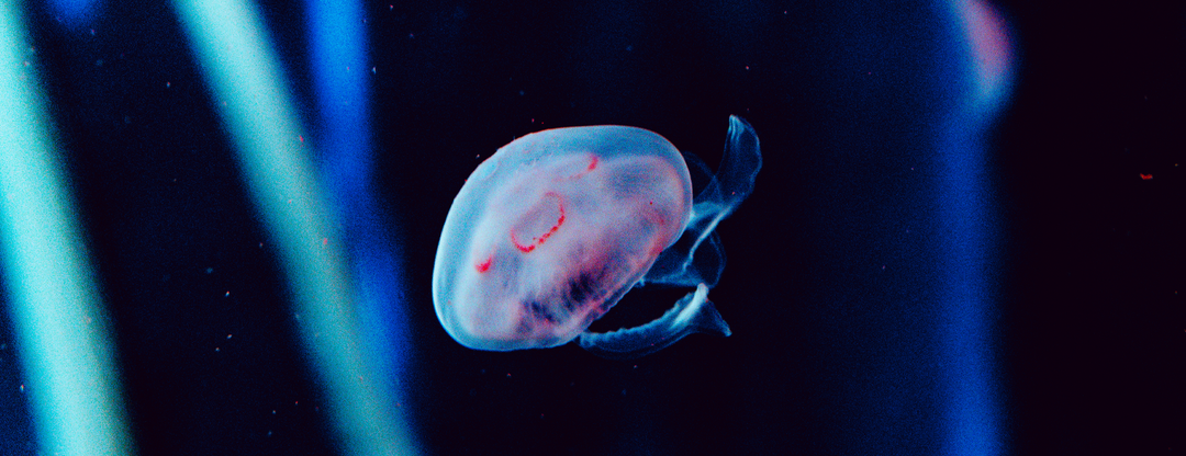 5 Fascinating Facts About Moon Jellyfish – Jellyfish Art