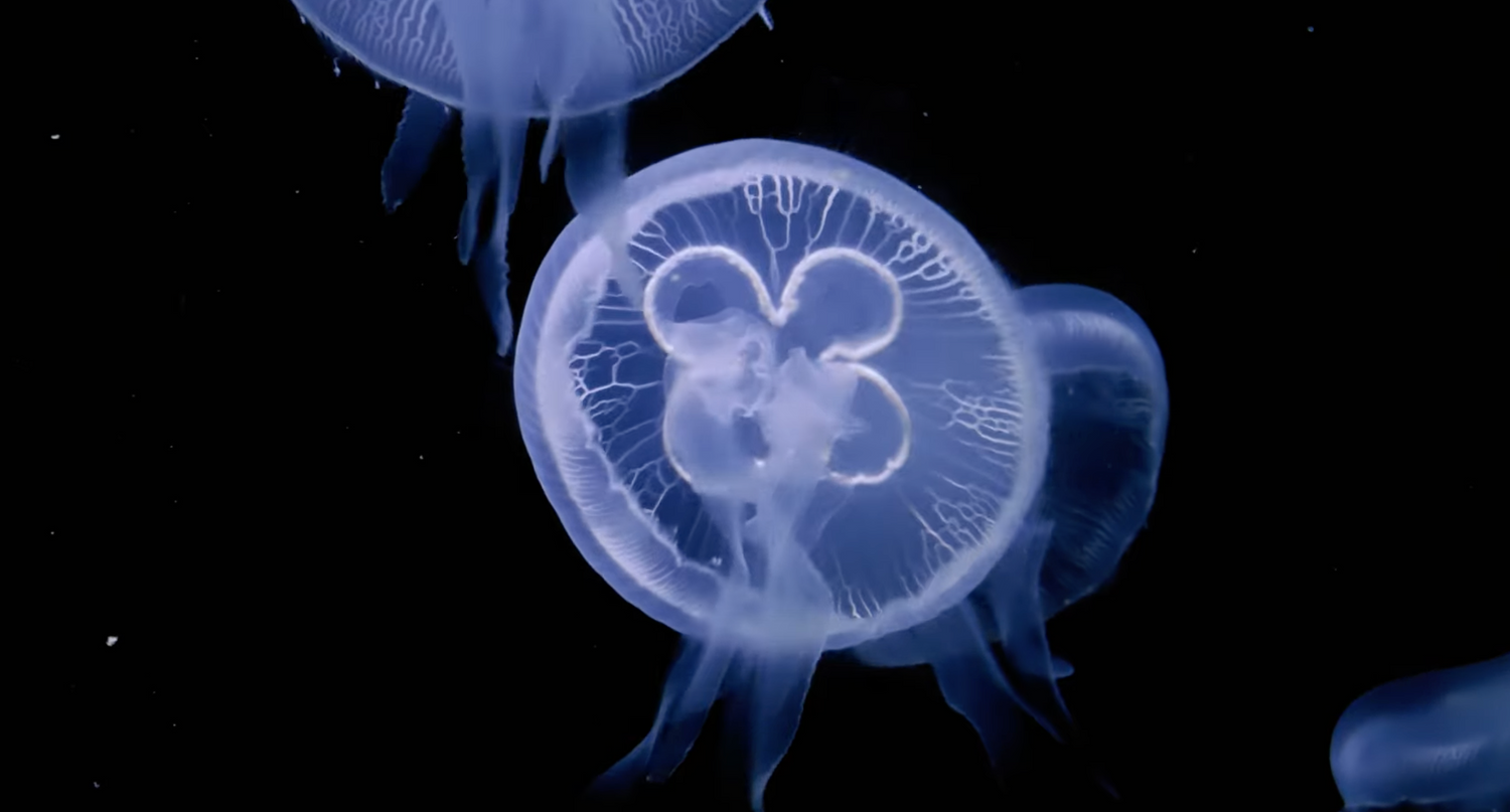 Jellyfish Evolution: Floating Through Time for Over 500 Million Years – Jellyfish Art