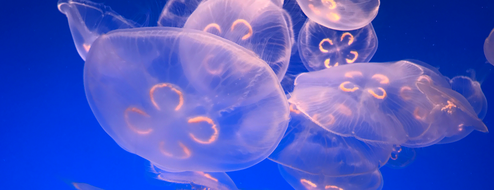 Jellyfish Art Review Simple In The Country