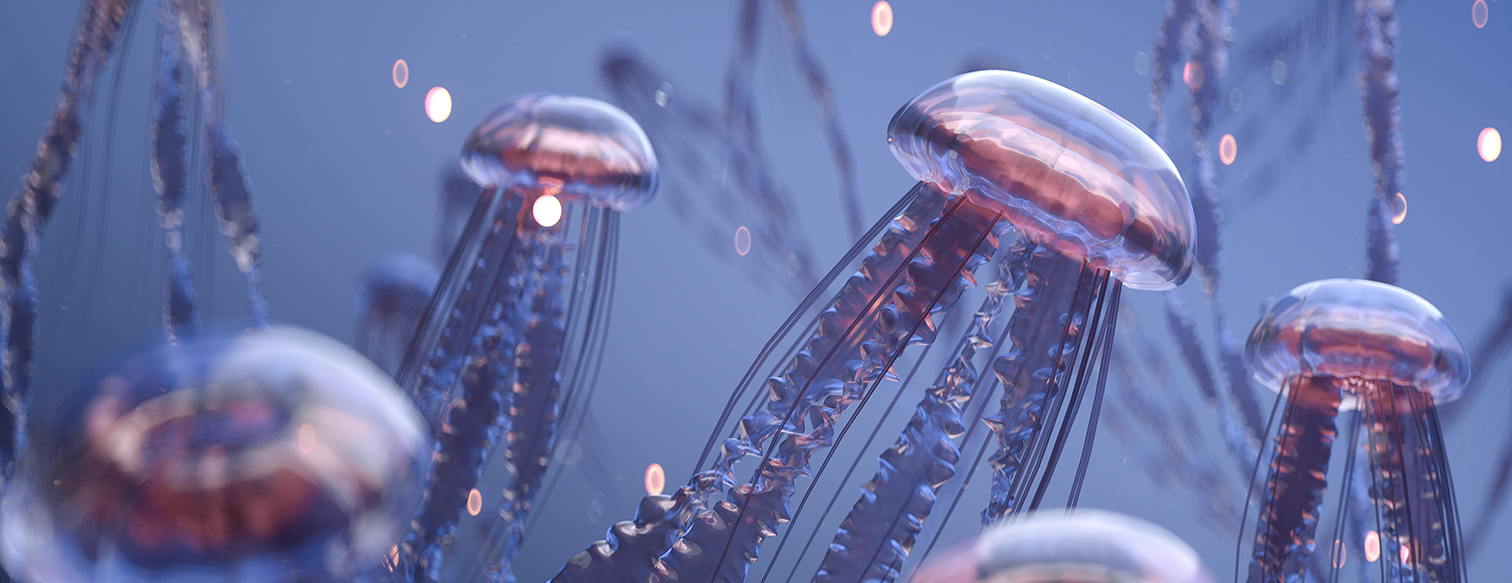 Types of Jellyfish – Jellyfish Art