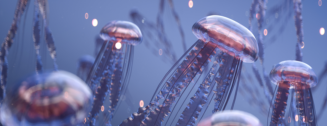 Types of Jellyfish – Jellyfish Art