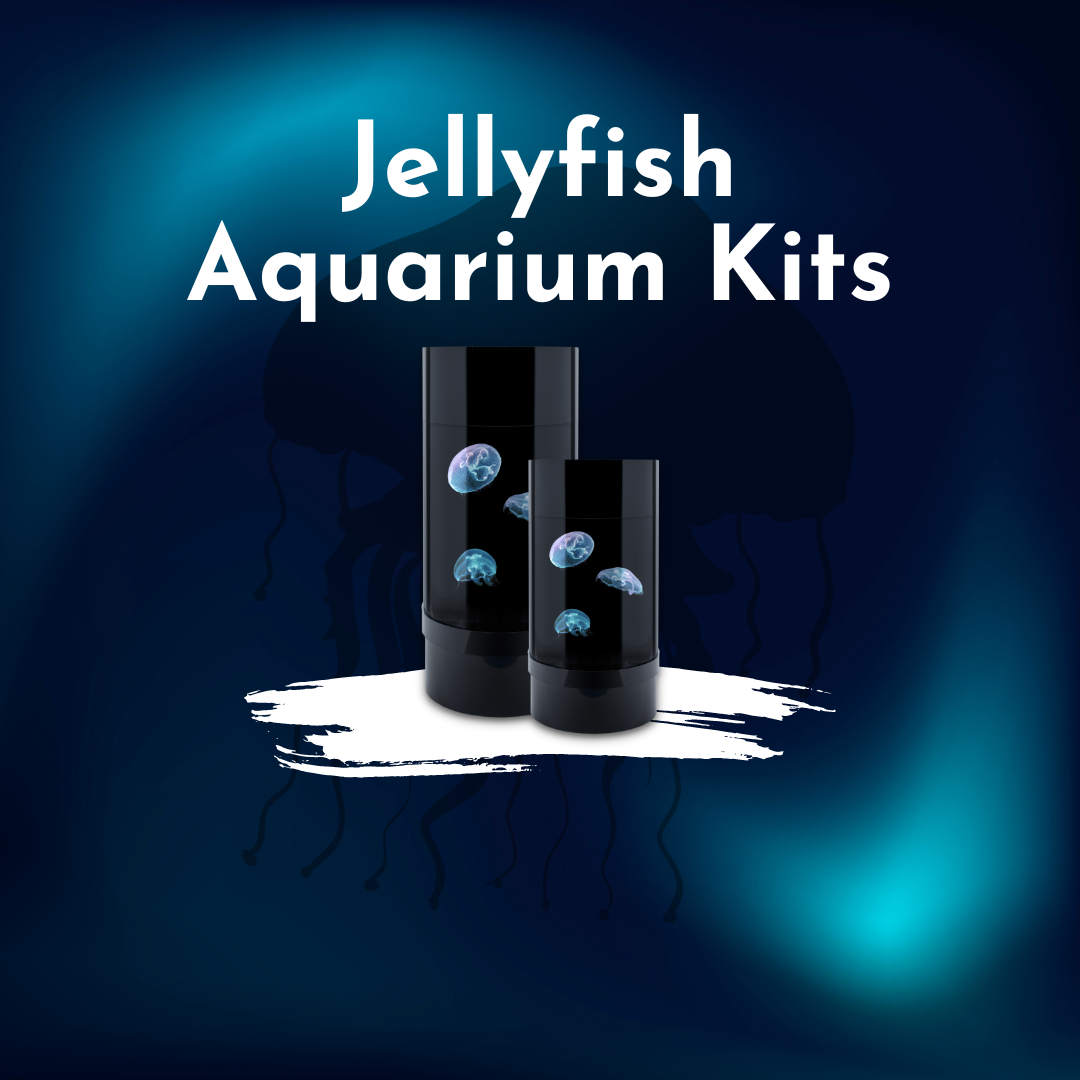 Jellyfish Aquarium Kits – Jellyfish Art