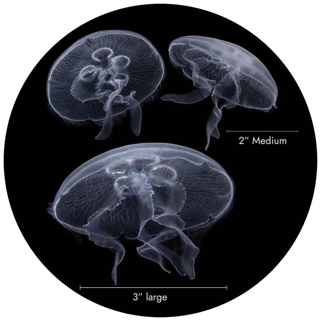 All Jellyfish - Live Pet Jellyfish (Moon Jellyfish) | Jellyfish Art