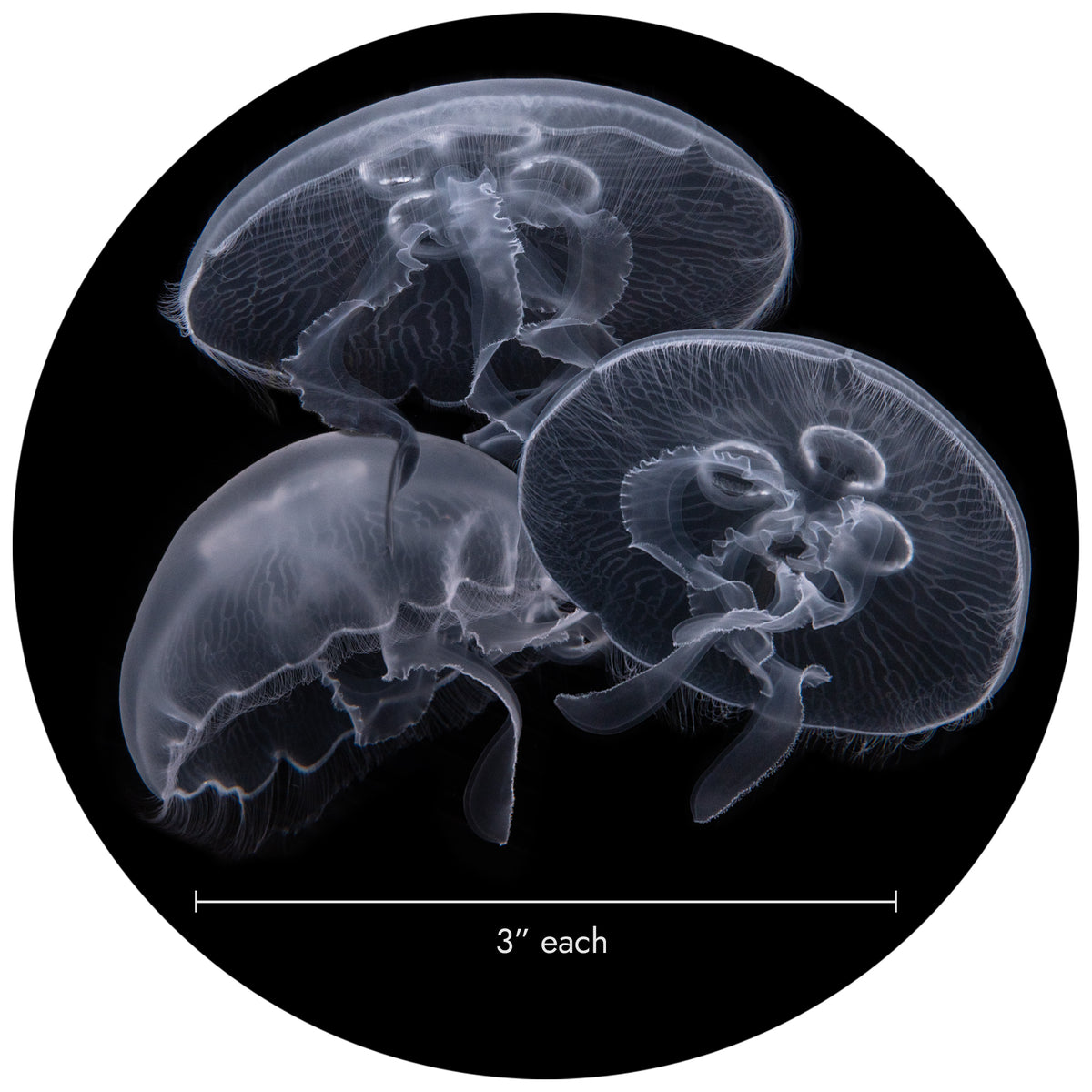 Deluxe Jellyfish Package – Jellyfish Art