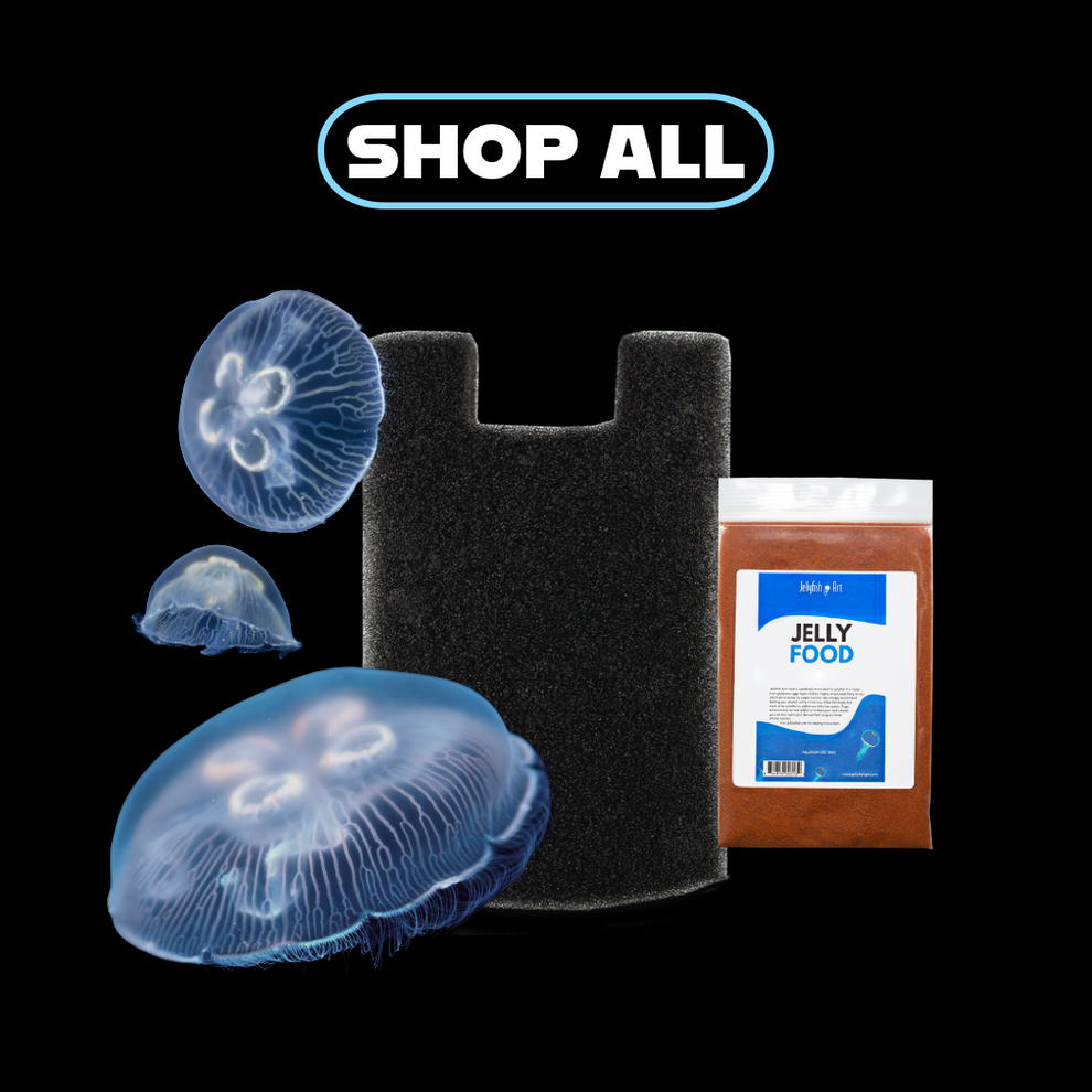 All Jellyfish - Live Pet Jellyfish (Moon Jellyfish) | Jellyfish Art