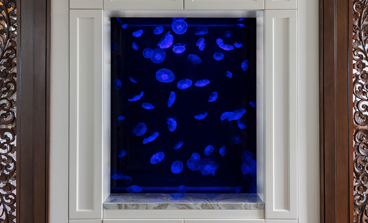 Live Pet Jellyfish & Unique Aquariums For Sale | USA Jellyfish Art